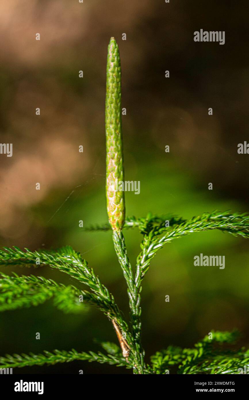 flat-branched tree-clubmoss (Dendrolycopodium obscurum) Plantae Stock ...