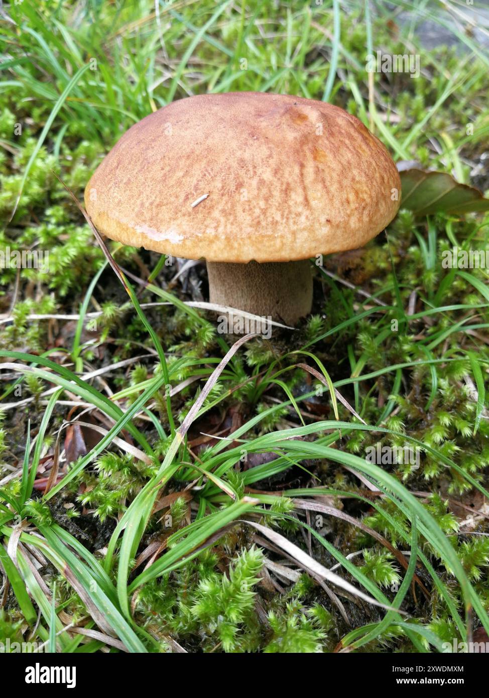 Summer Bolete (Boletus reticulatus) Fungi Stock Photo - Alamy