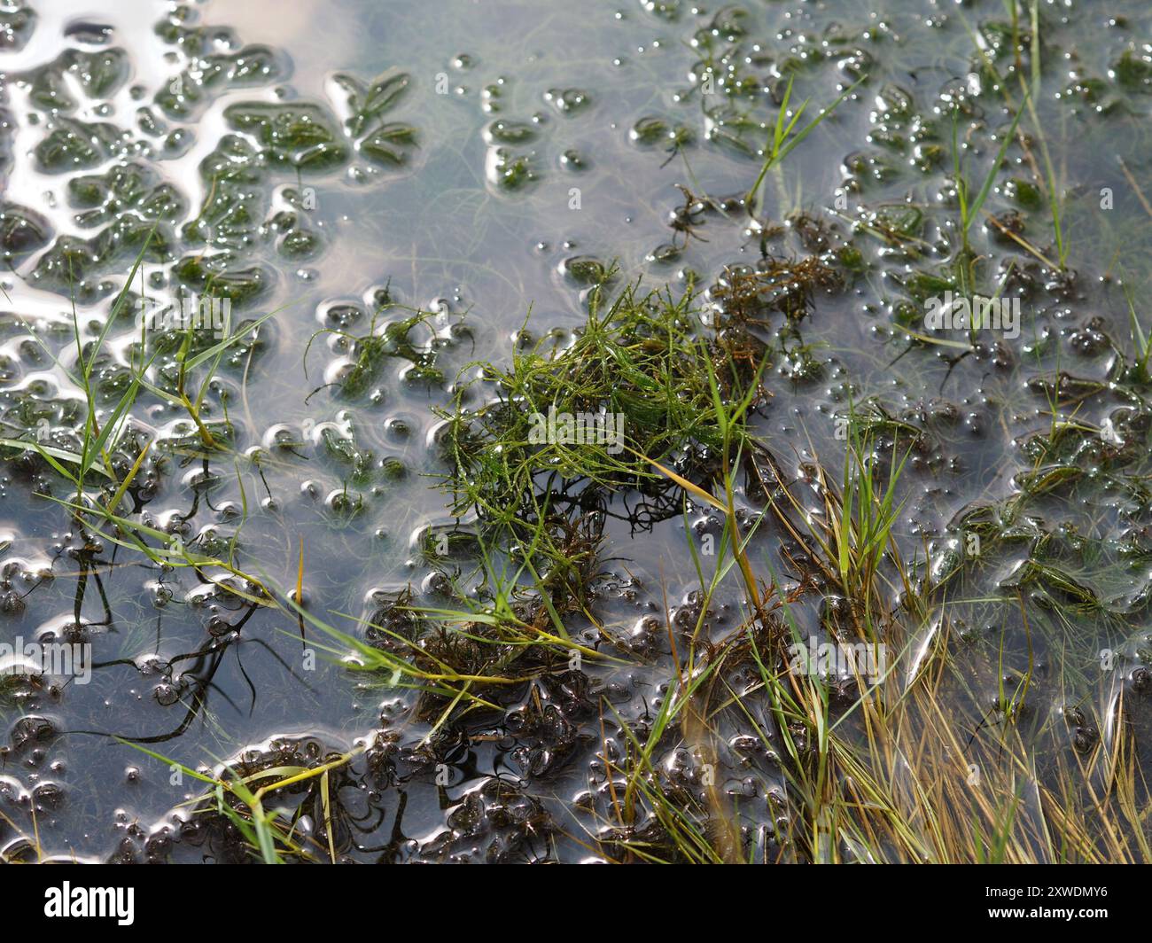 muskgrass (Chara) Plantae Stock Photo - Alamy