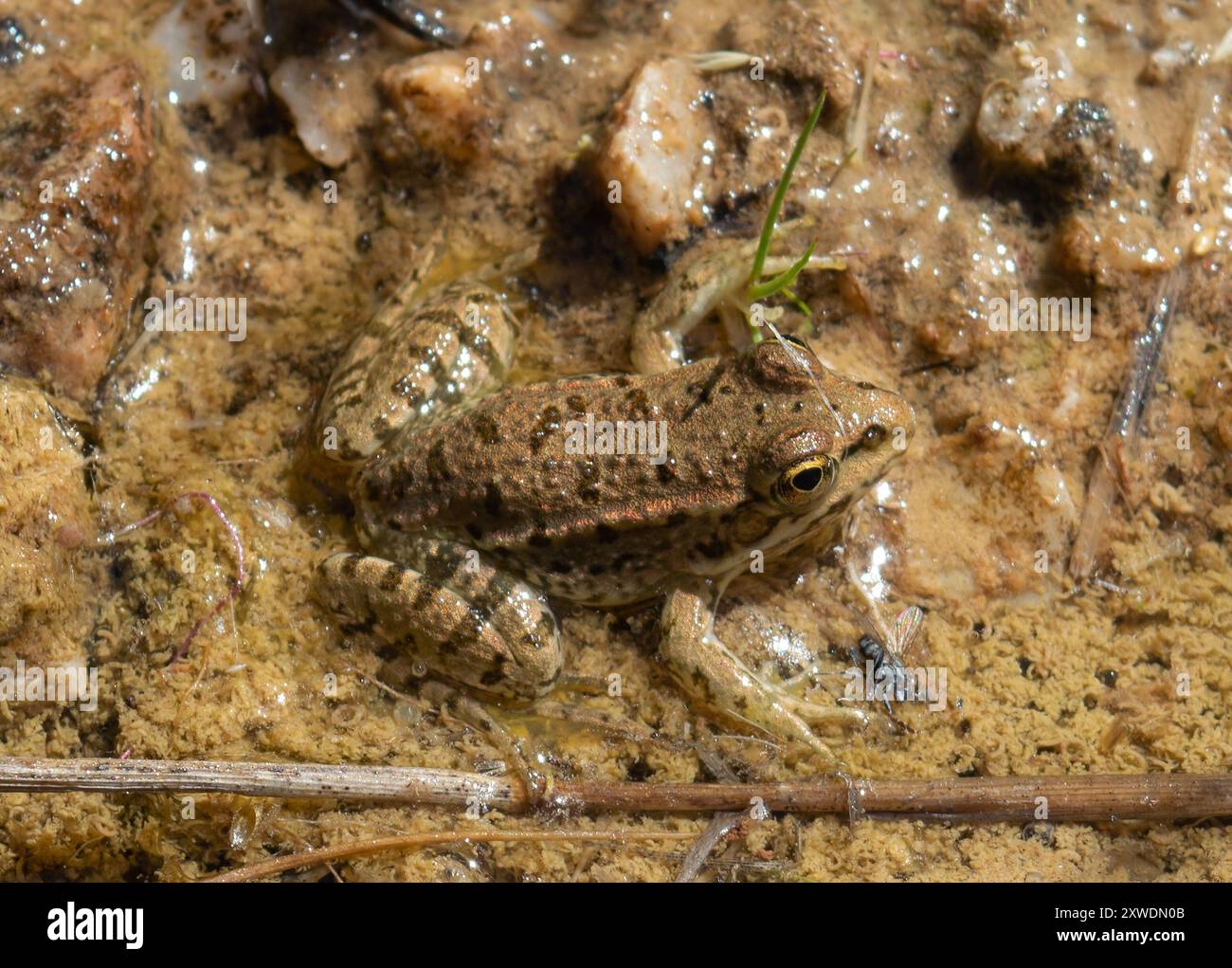 Marsh Frog (Pelophylax ridibundus) Amphibia Stock Photo - Alamy