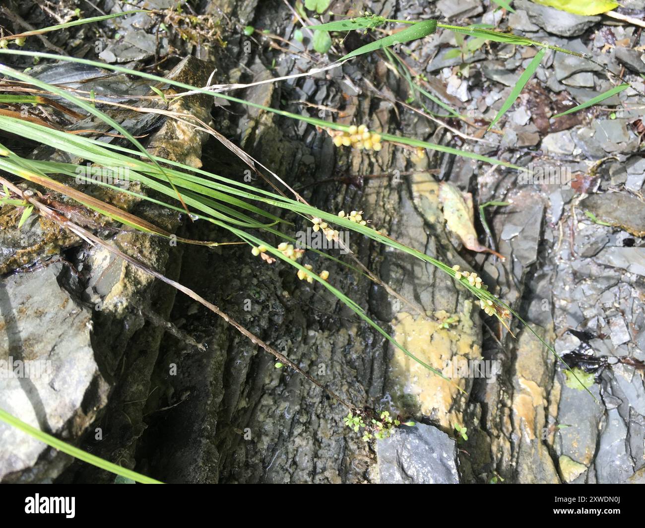 golden sedge (Carex aurea) Plantae Stock Photo - Alamy
