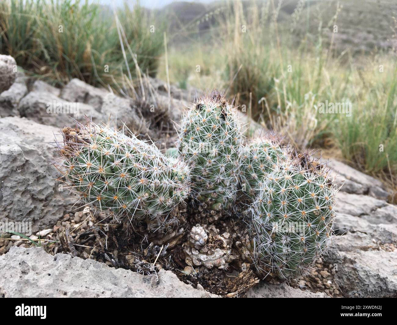 Whitecolumn Foxtail Cactus (Escobaria tuberculosa) Plantae Stock Photo ...