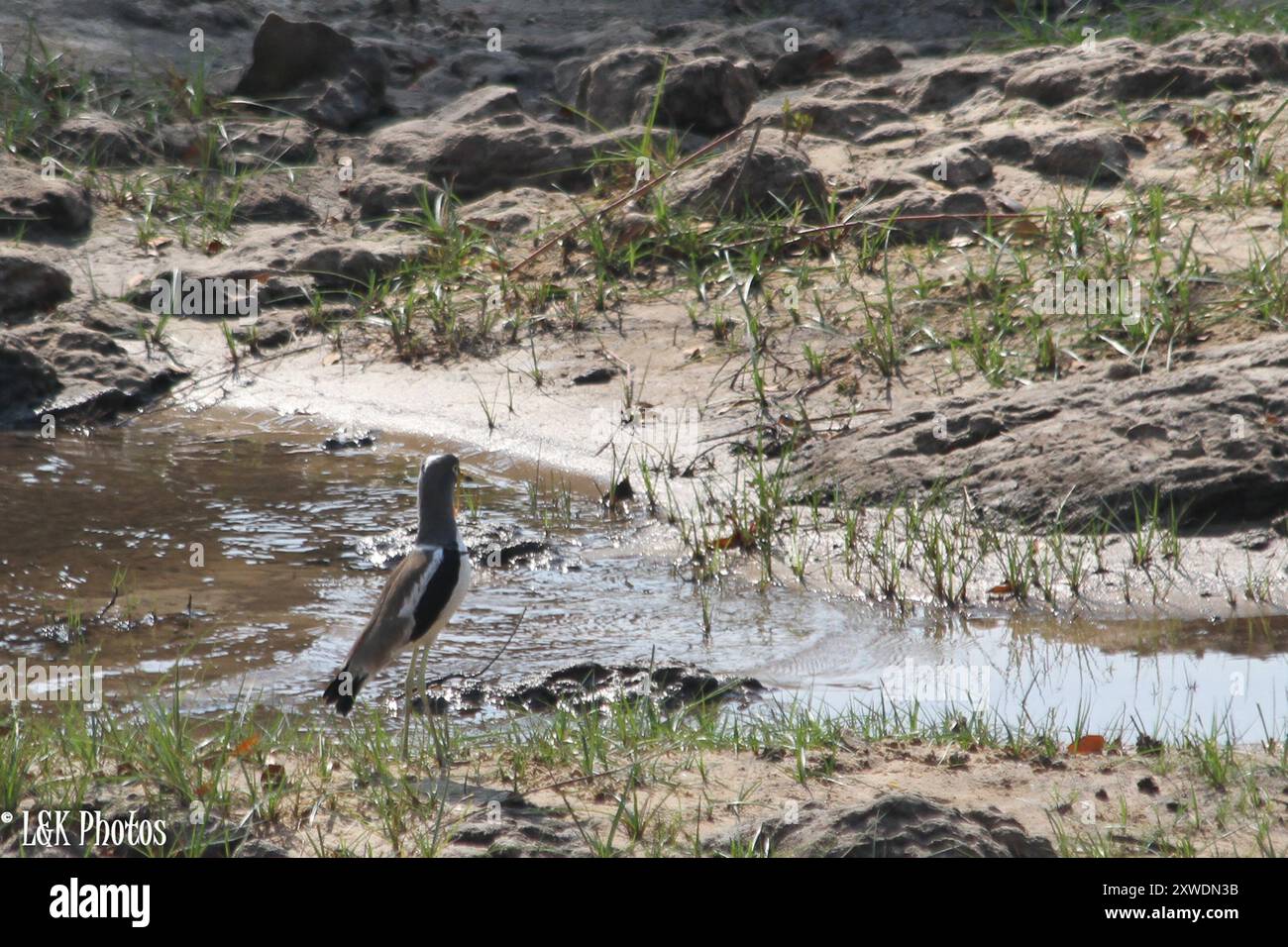 White-crowned Lapwing (Vanellus albiceps) Aves Stock Photo - Alamy