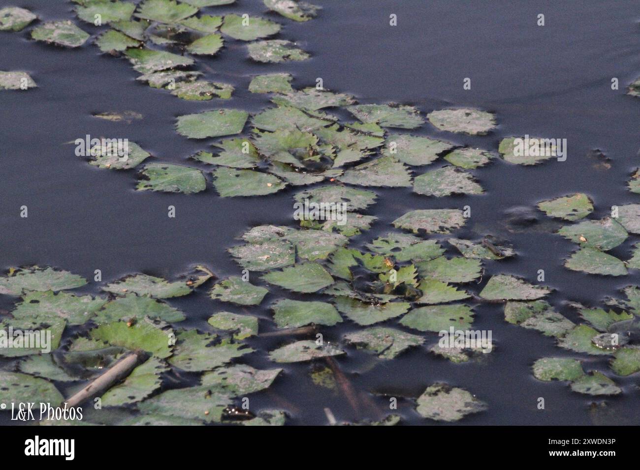 Water caltrop (Trapa natans) Plantae Stock Photo - Alamy