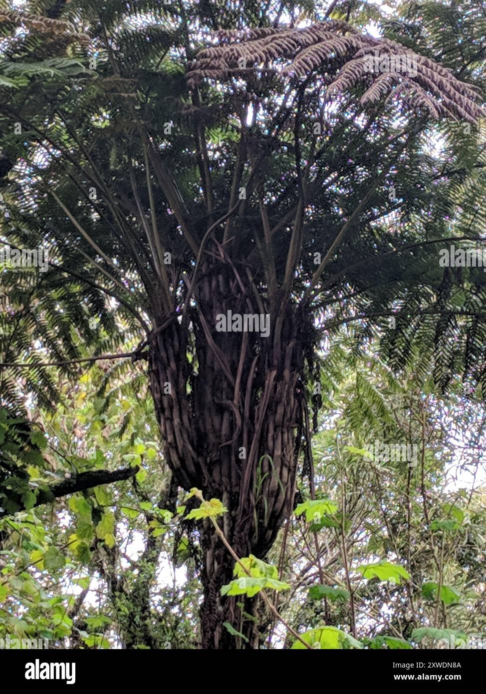scaly tree ferns (Cyathea) Plantae Stock Photo - Alamy