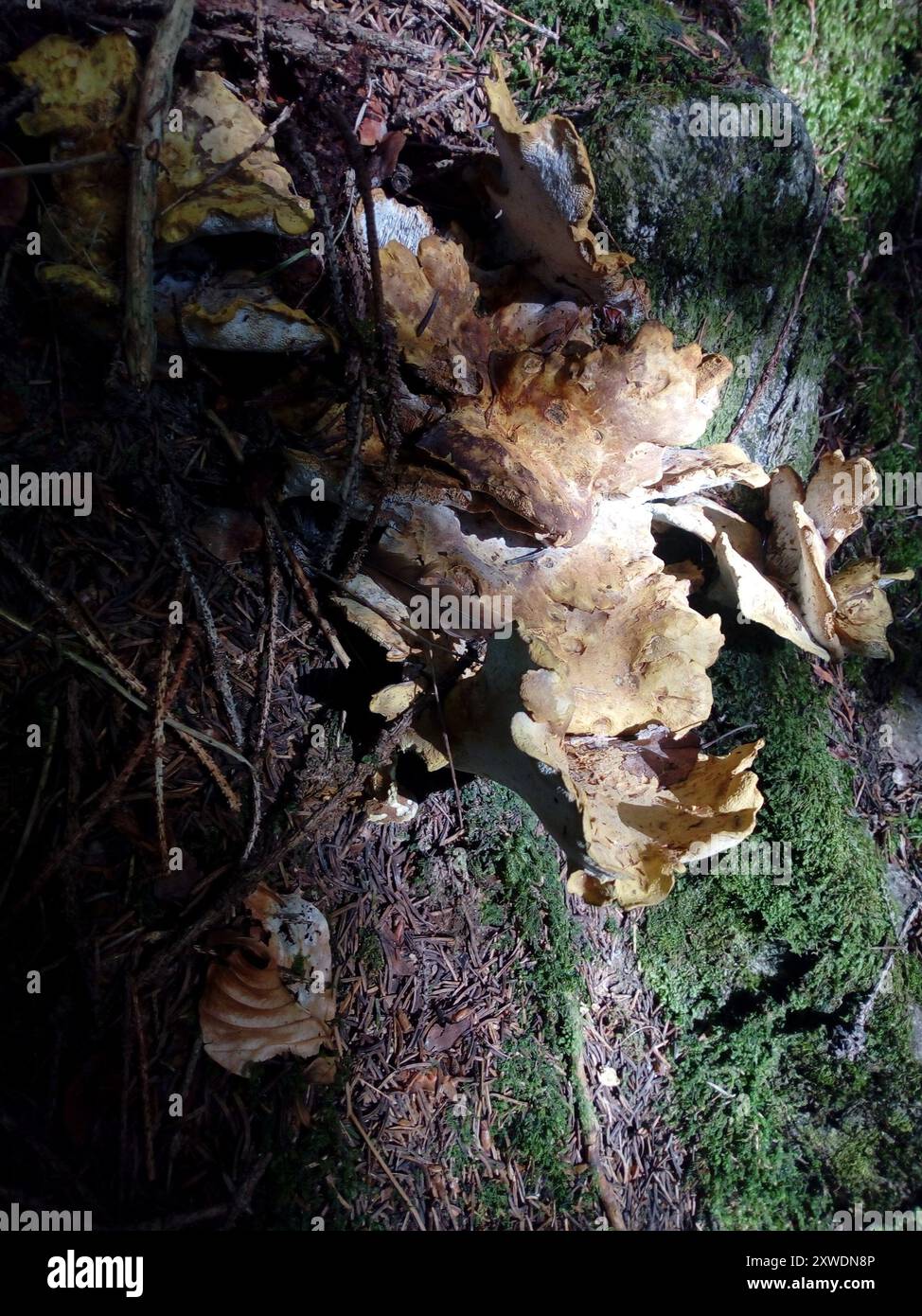Basidiomycete Fungi (Basidiomycota) Fungi Stock Photo - Alamy