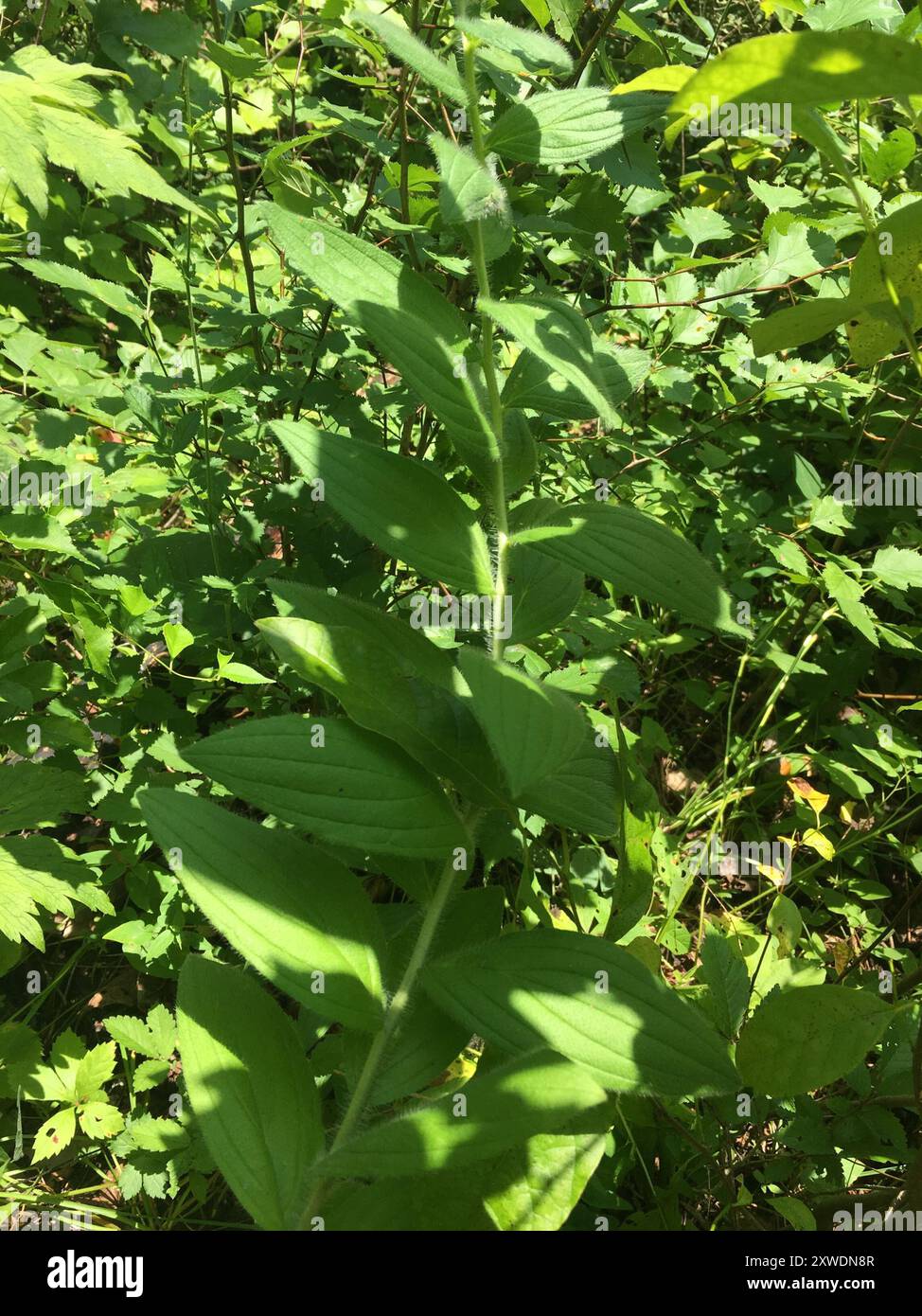 False gromwell hi-res stock photography and images - Alamy