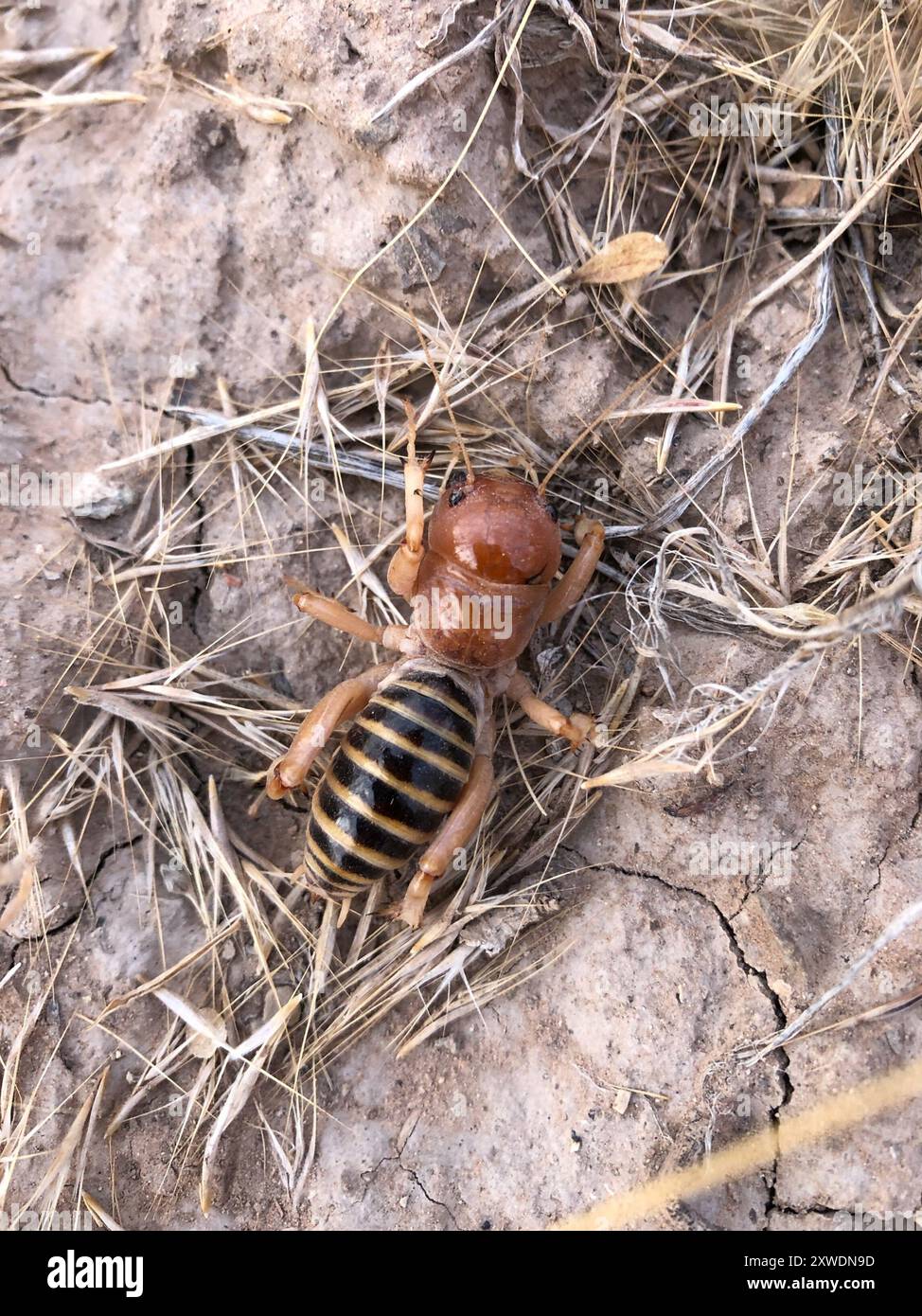 North American Jerusalem Crickets (Ammopelmatus) Insecta Stock Photo ...