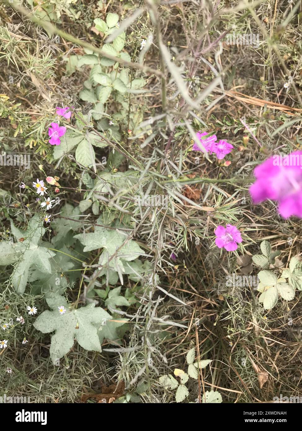 purple false foxglove (Agalinis purpurea) Plantae Stock Photo - Alamy