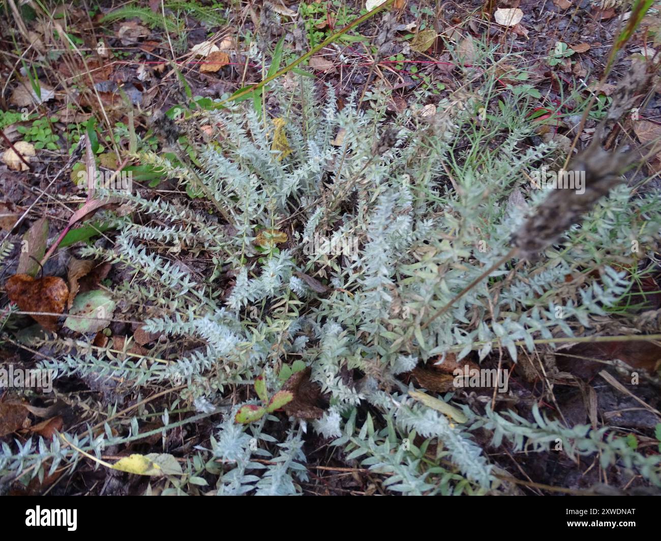 Showy Locoweed (Oxytropis splendens) Plantae Stock Photo - Alamy