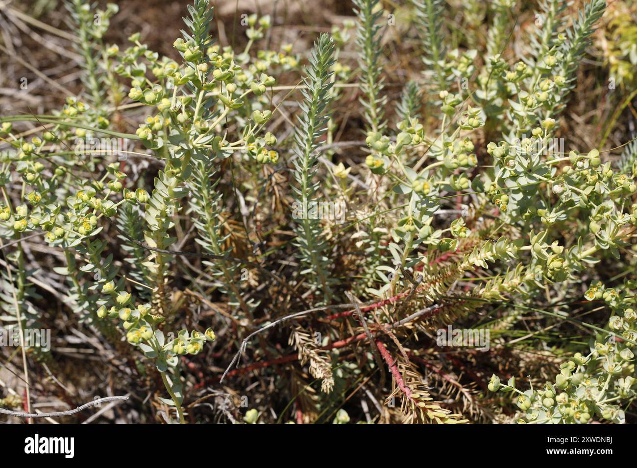 Sea Spurge (Euphorbia paralias) Plantae Stock Photo - Alamy