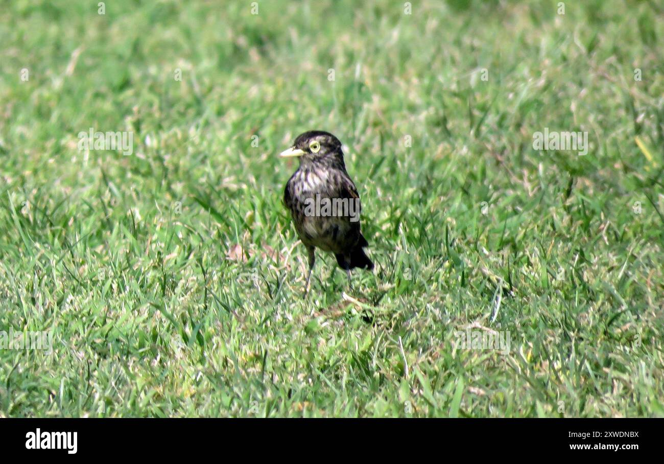 Spectacled Tyrant (Hymenops perspicillatus) Aves Stock Photo - Alamy