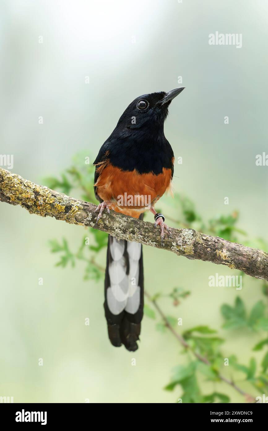 White rumped shama thrush hi-res stock photography and images - Alamy