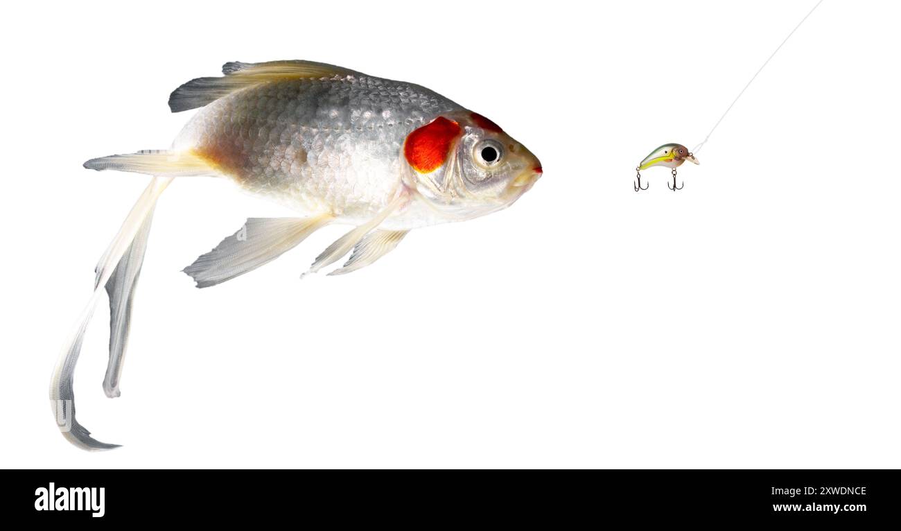 White fish with tail dragging swimming just behind an artificial ...