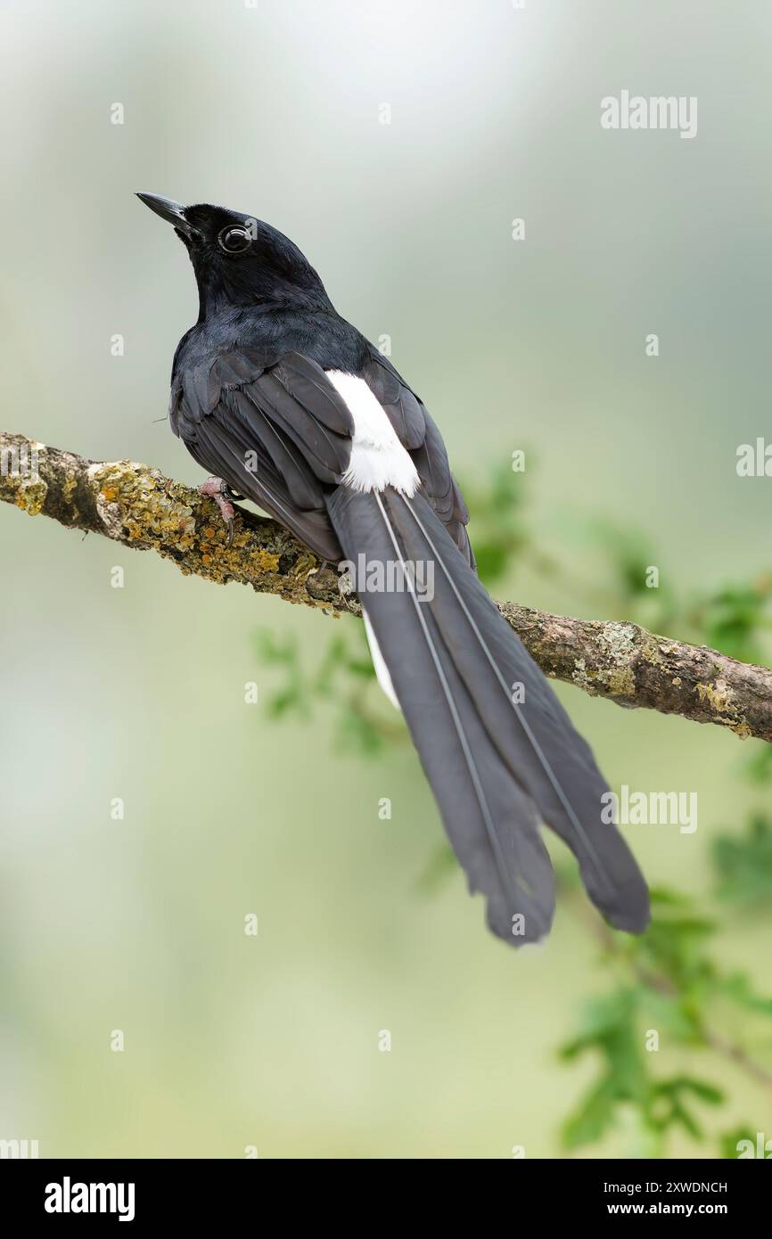 Shama thrush hi-res stock photography and images - Alamy