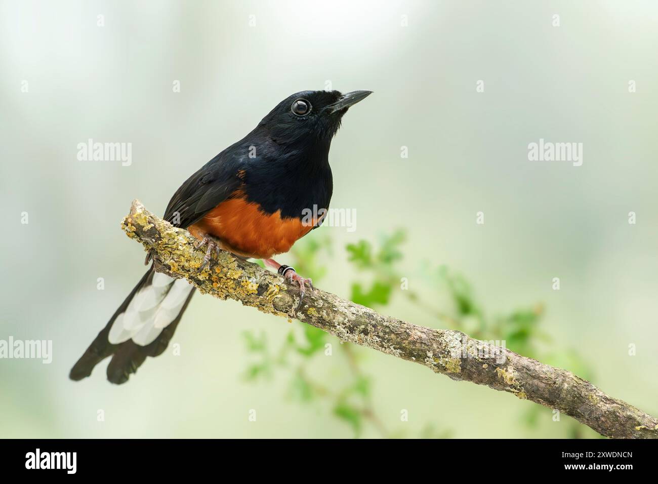 White rumped shama thrush hi-res stock photography and images - Alamy