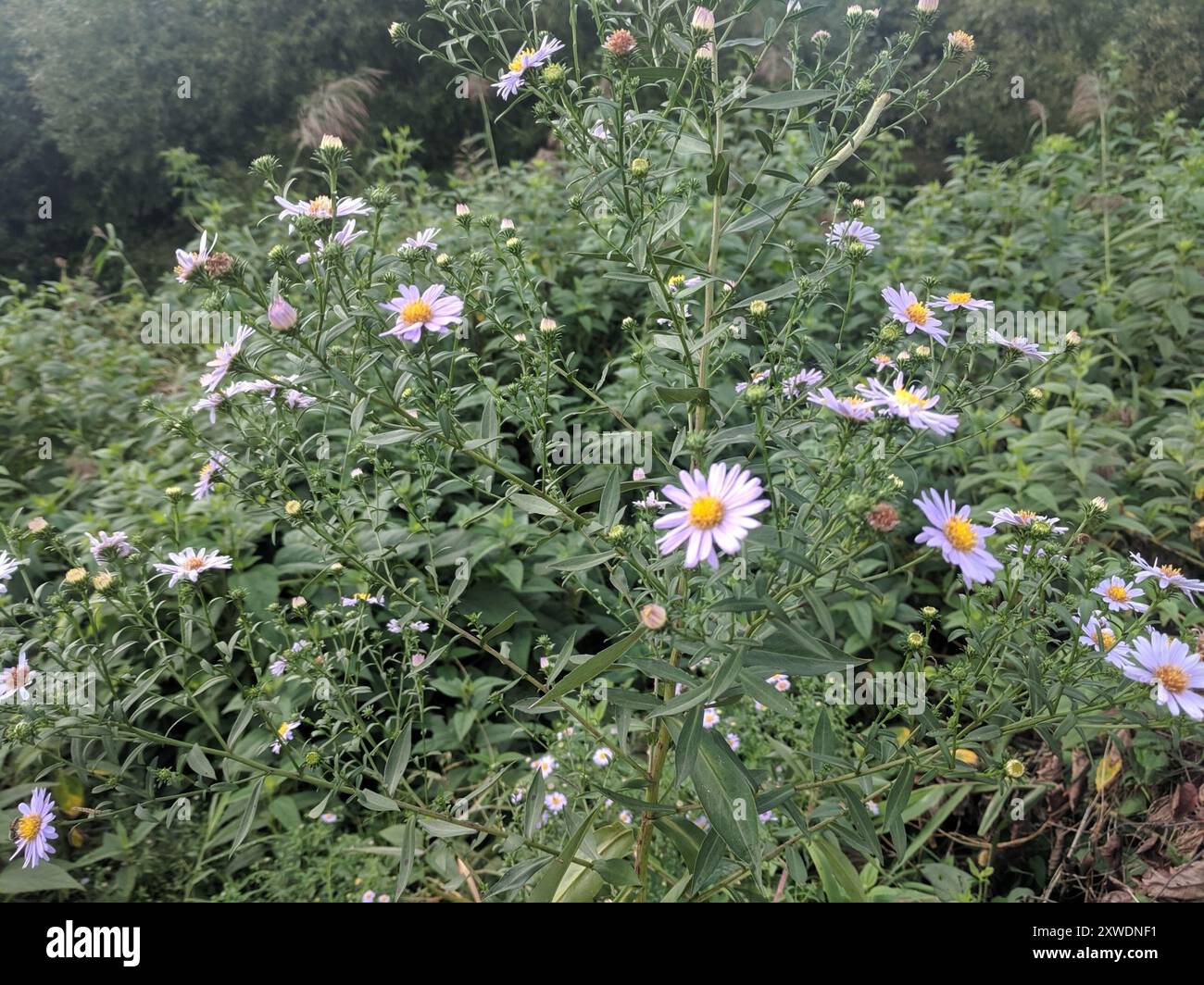 Pacific Aster (Symphyotrichum chilense) Plantae Stock Photo - Alamy