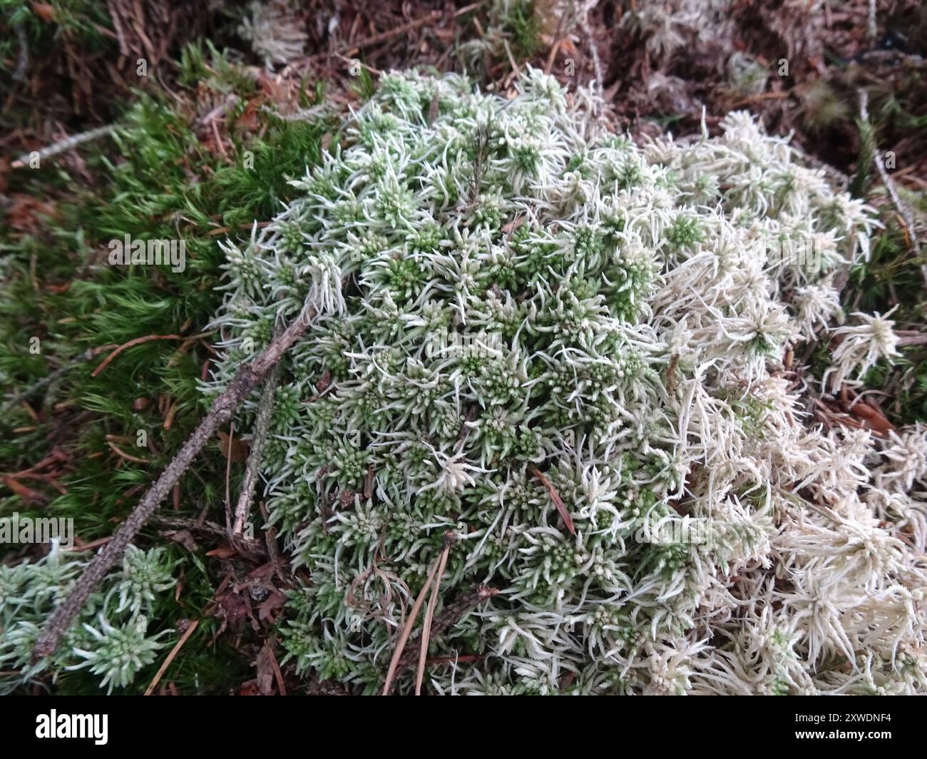 Sphagnum mosses (Sphagnum) Plantae Stock Photo - Alamy