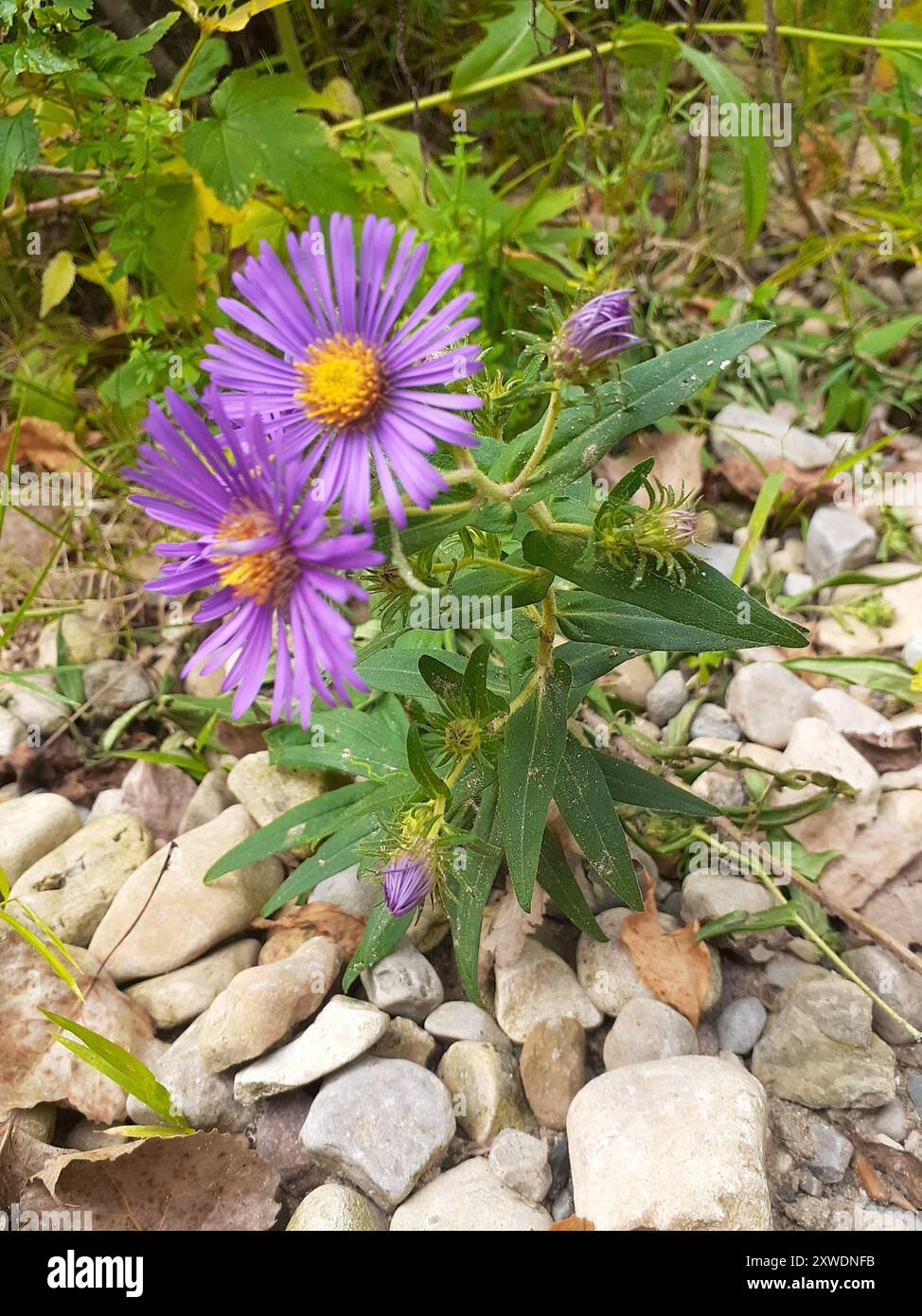 New England aster (Symphyotrichum novae-angliae) Plantae Stock Photo ...