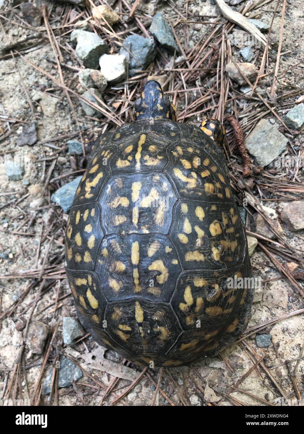 Eastern Box Turtle (Terrapene carolina carolina) Reptilia Stock Photo ...