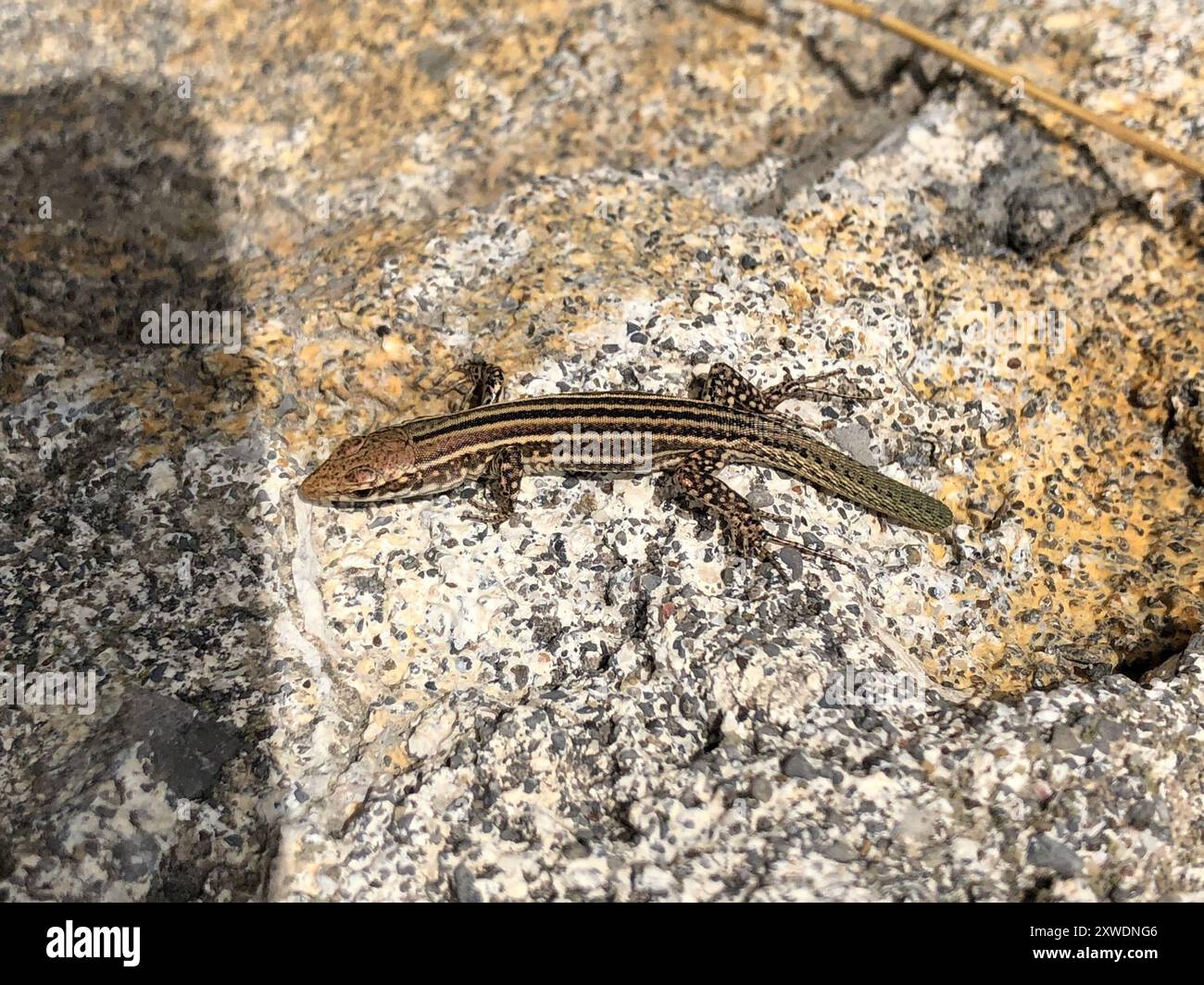 Ibiza wall lizard podarcis pityusensis hi-res stock photography and ...