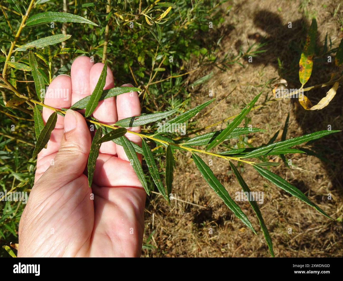 hybrid crack willow (Salix × fragilis) Plantae Stock Photo - Alamy