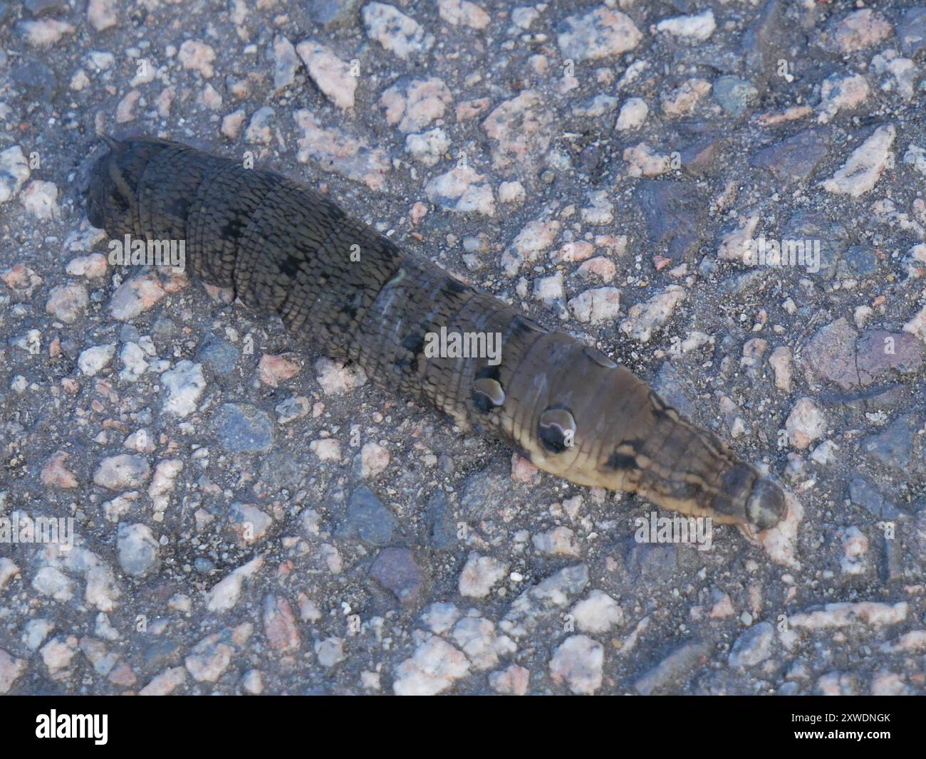 Elephant Hawkmoth (Deilephila elpenor) Insecta Stock Photo - Alamy