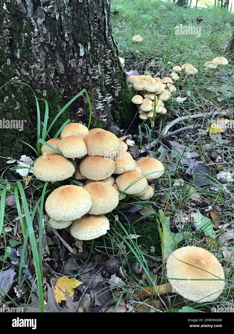 shaggy scalycap (Pholiota squarrosa) Fungi Stock Photo - Alamy