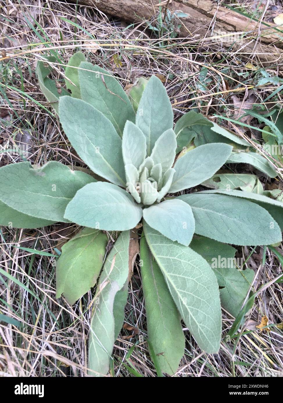 great mullein (Verbascum thapsus) Plantae Stock Photo - Alamy