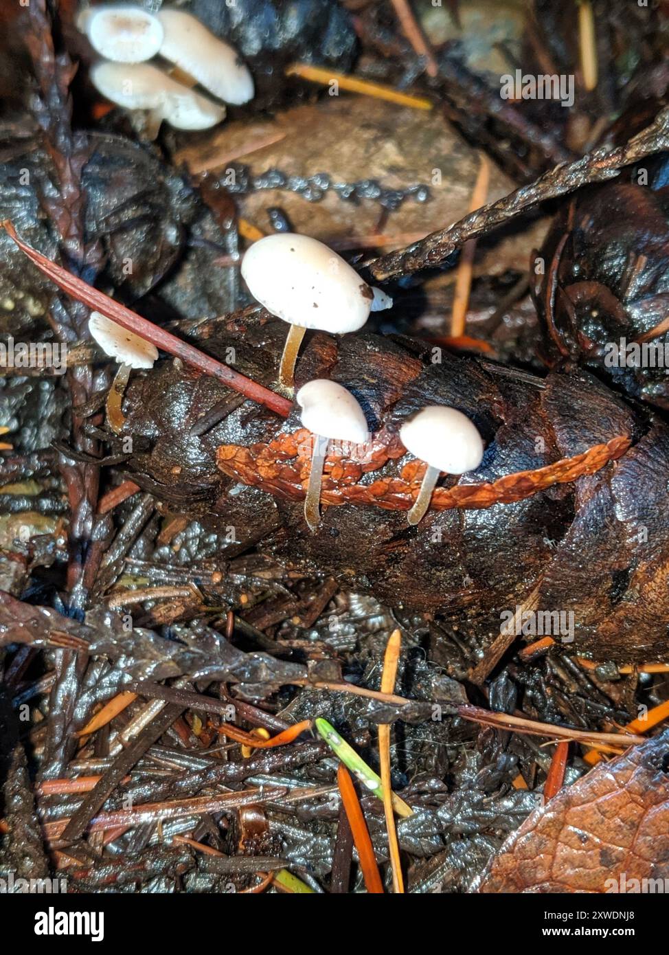 Fir-Cone Mushroom (Strobilurus trullisatus) Fungi Stock Photo - Alamy