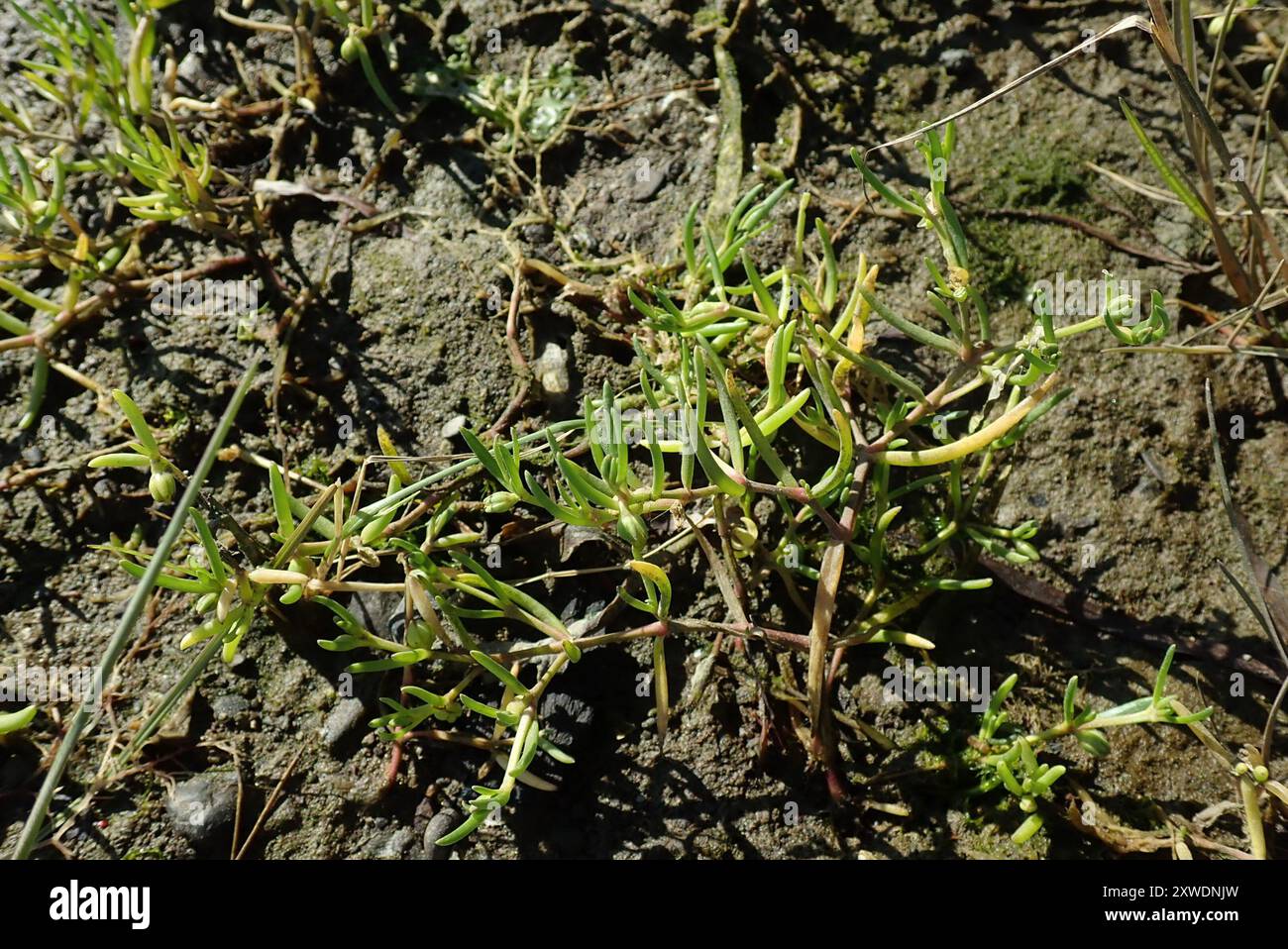 canada sand-spurry (Spergularia canadensis) Plantae Stock Photo - Alamy
