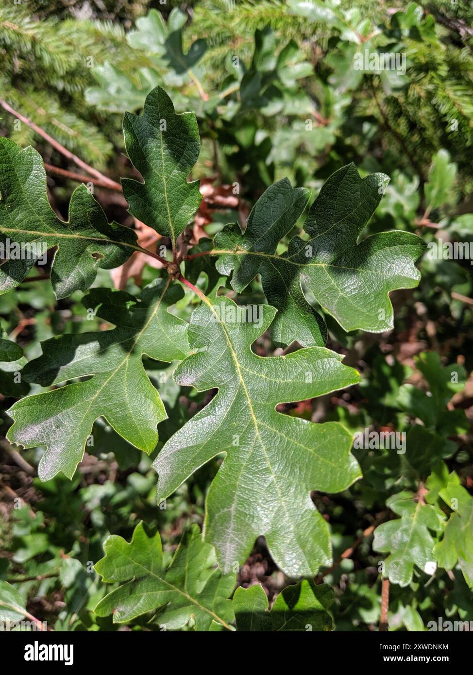Oregon oak (Quercus garryana) Plantae Stock Photo - Alamy