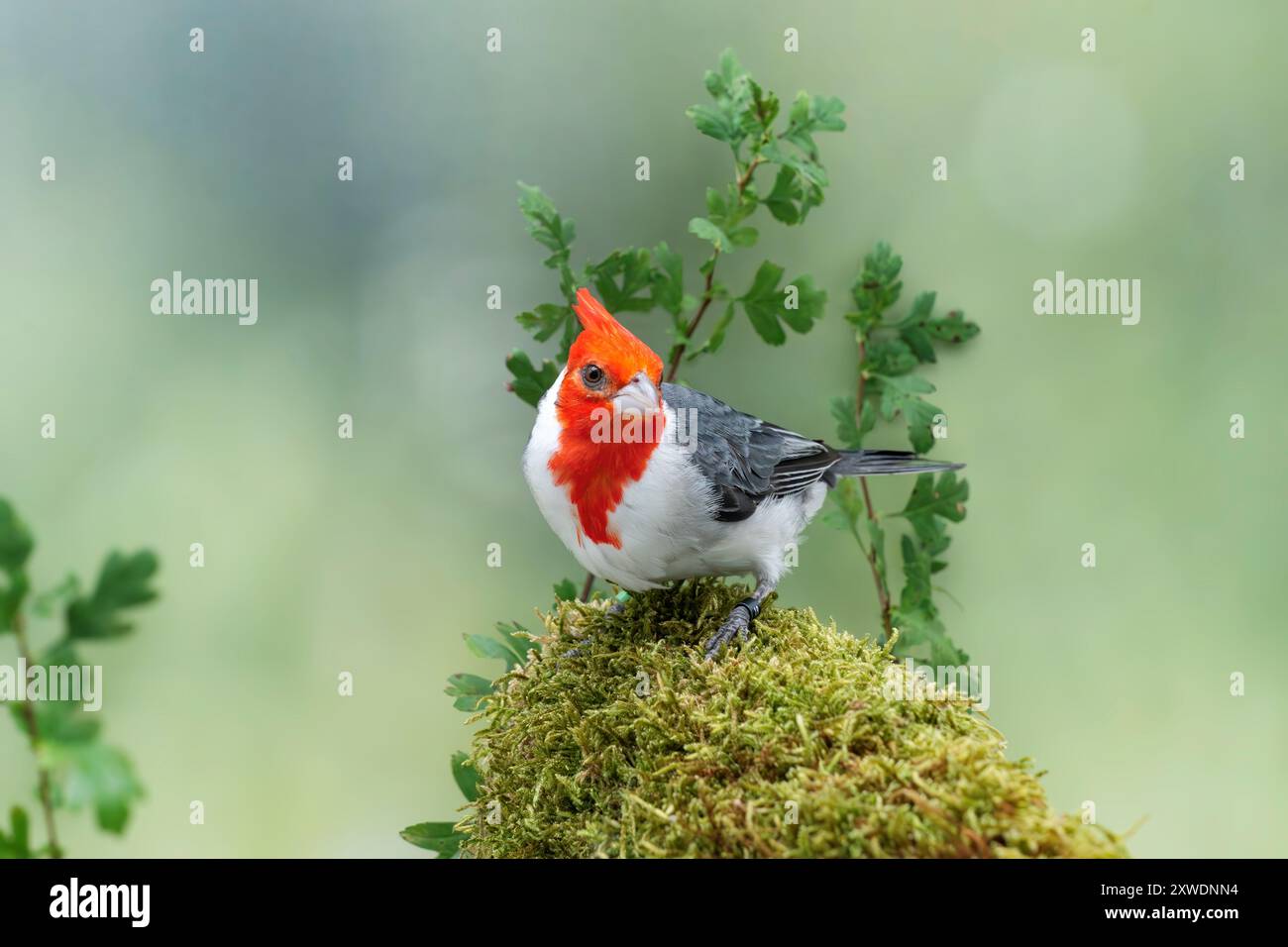 Brazilian cardinal hi-res stock photography and images - Alamy
