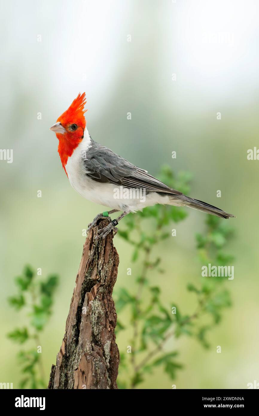 Brazilian red crested cardinal hi-res stock photography and images - Alamy