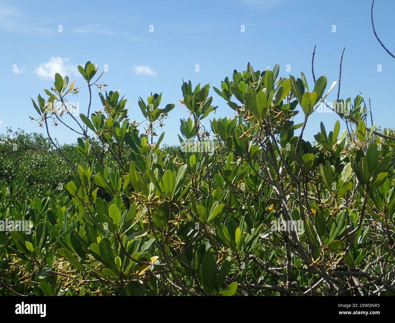 (Kandelia obovata) Plantae Stock Photo - Alamy