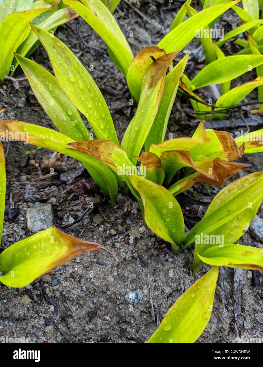 vascular plants (Tracheophyta) Plantae Stock Photo - Alamy