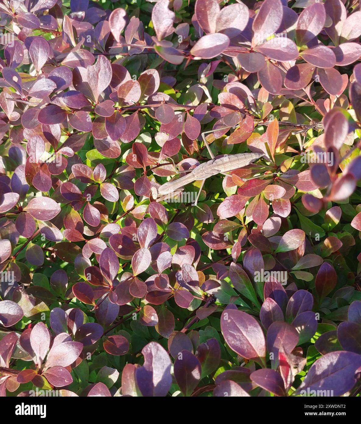 Chinese Mantis (Tenodera sinensis) Insecta Stock Photo - Alamy
