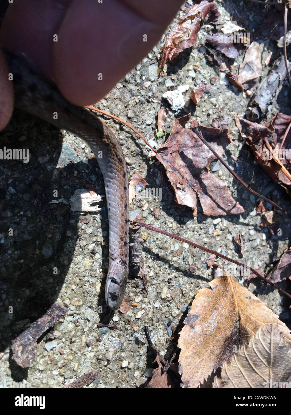DeKay's Brownsnake (Storeria dekayi) Reptilia Stock Photo - Alamy