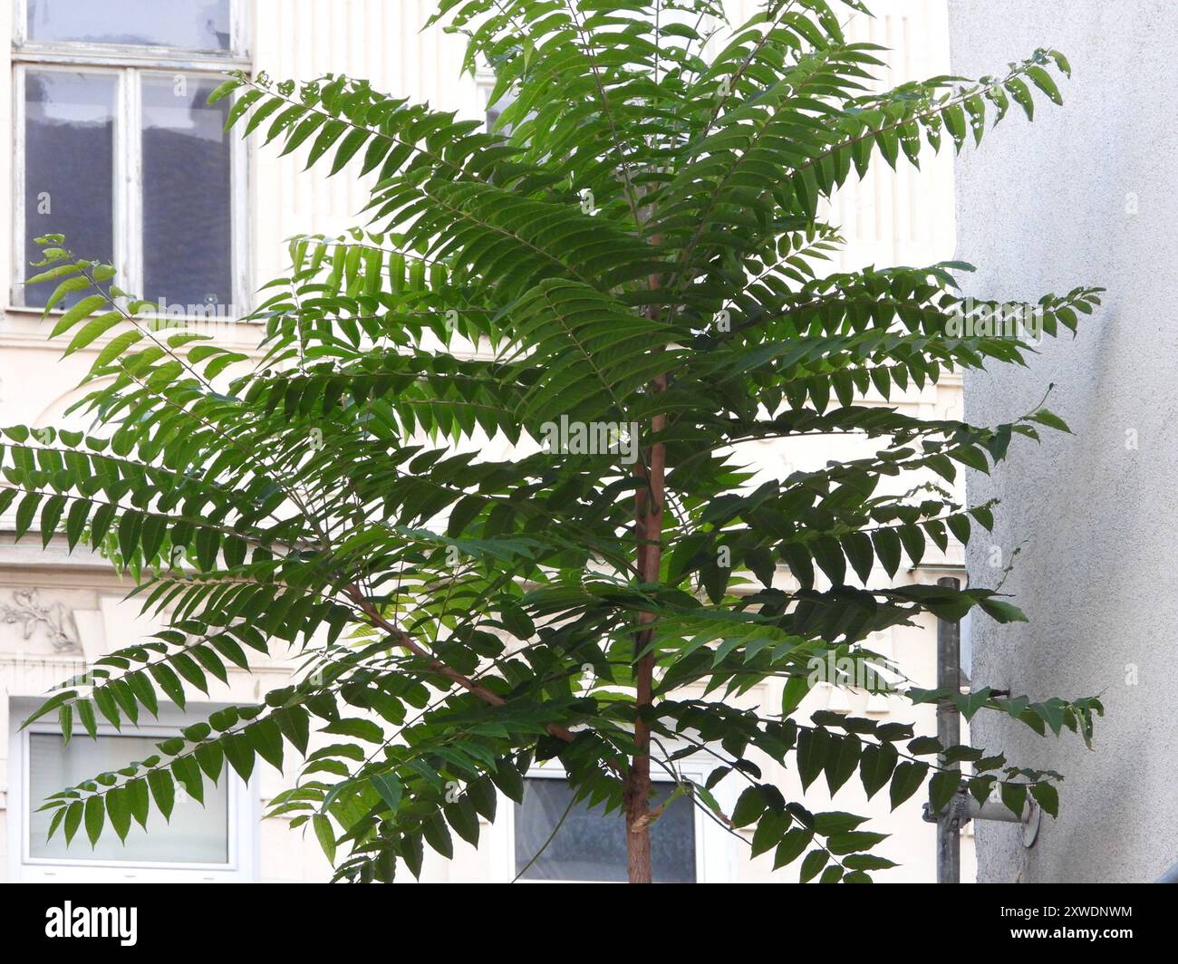 tree-of-heaven (Ailanthus altissima) Plantae Stock Photo - Alamy