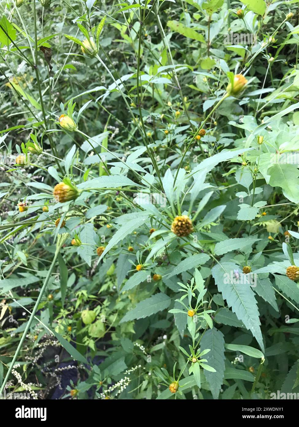 Devil's Beggarticks (Bidens frondosa) Plantae Stock Photo - Alamy