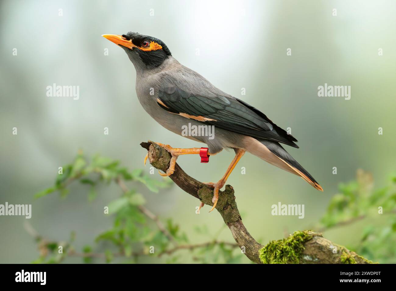 Bank myna hi-res stock photography and images - Alamy