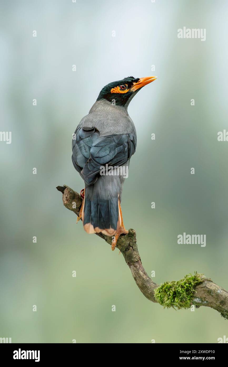 Bank myna hi-res stock photography and images - Alamy