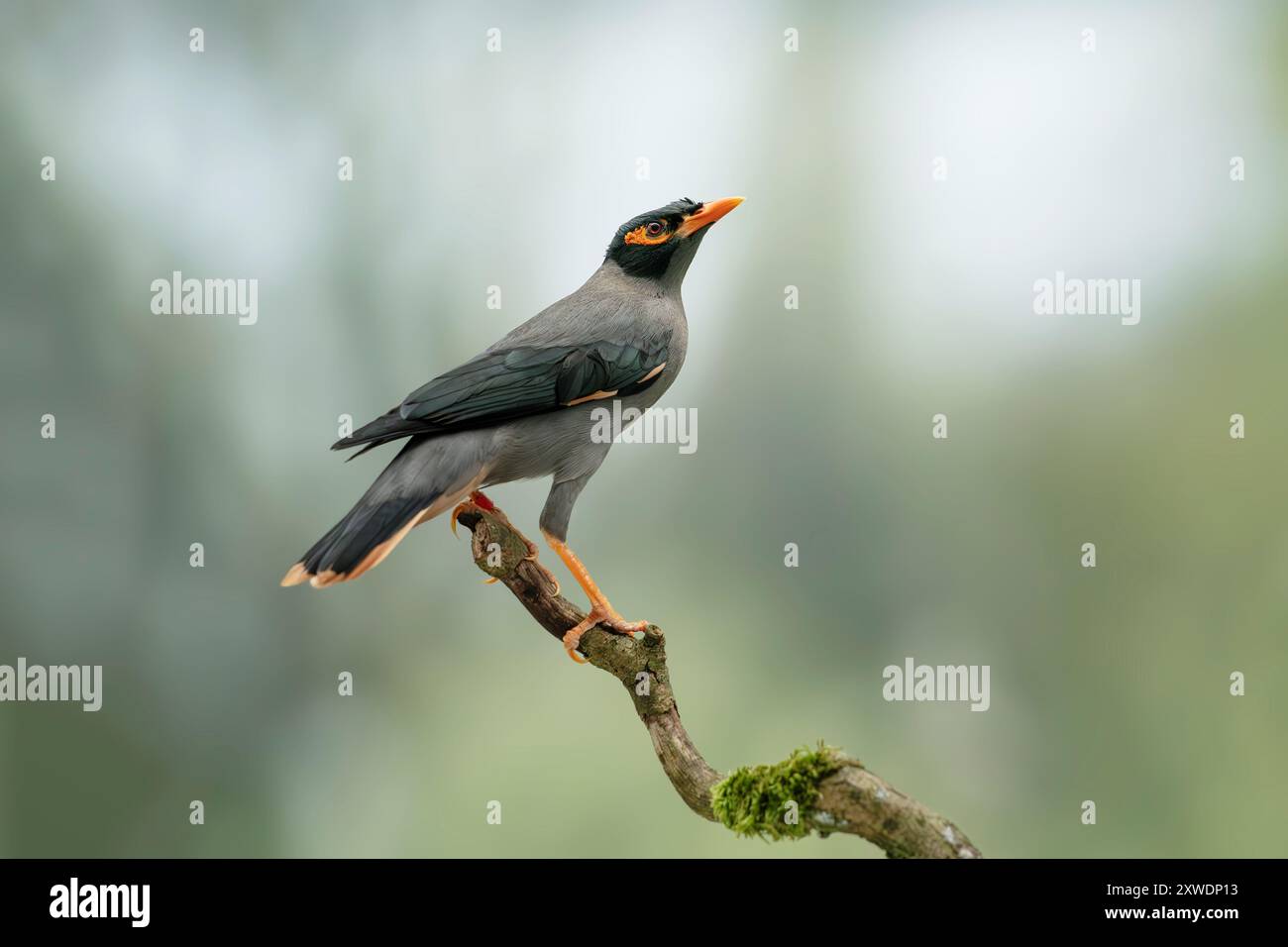 Bank myna hi-res stock photography and images - Alamy