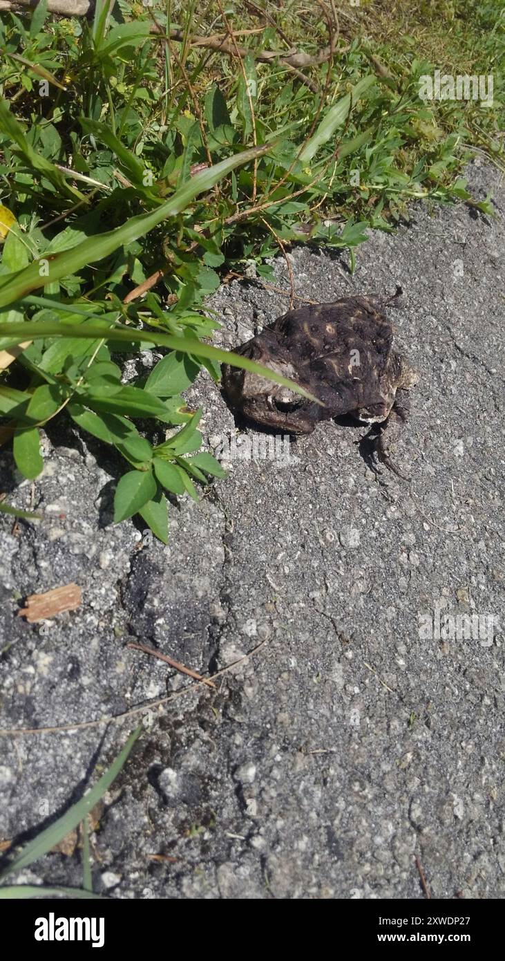 Cane Toad (Rhinella marina) Amphibia Stock Photo - Alamy