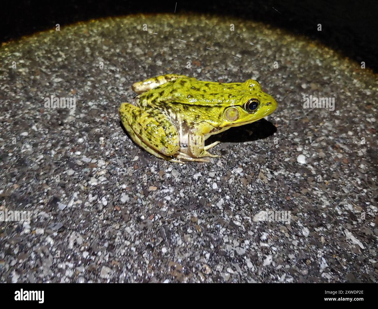 Green Frog (Lithobates clamitans) Amphibia Stock Photo - Alamy
