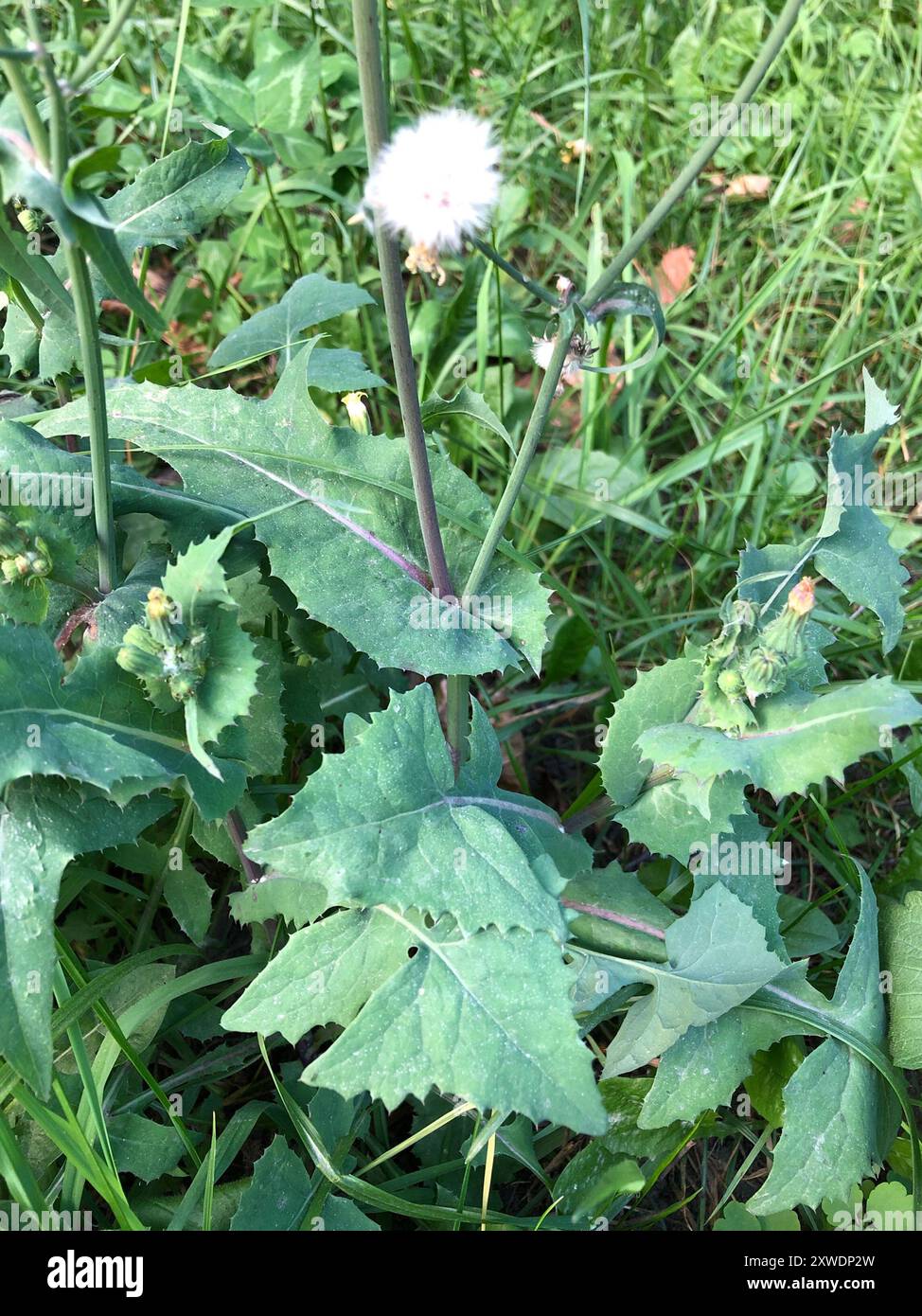 Common Sow-thistle (Sonchus oleraceus) Plantae Stock Photo - Alamy