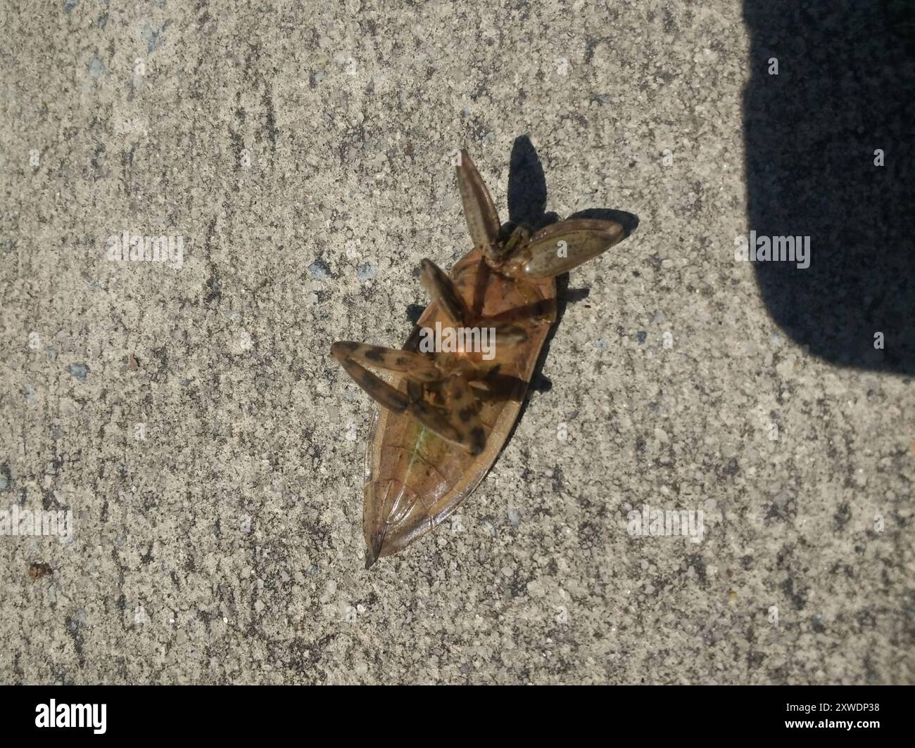 Uhler's Giant Water Bug (Lethocerus uhleri) Insecta Stock Photo - Alamy