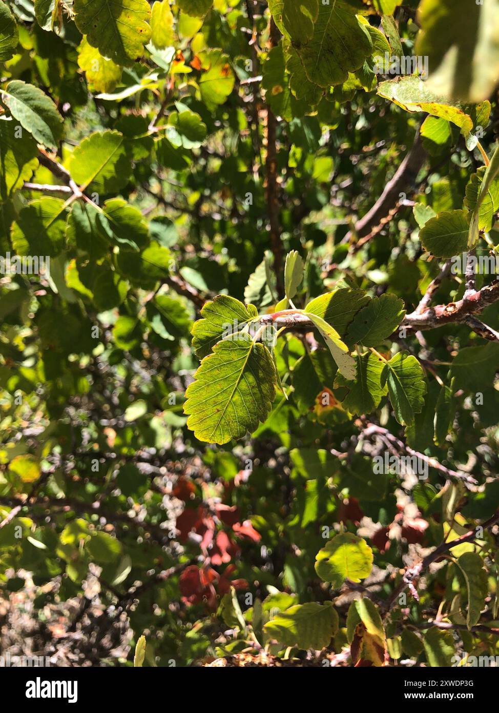 Utah Serviceberry (Amelanchier utahensis) Plantae Stock Photo - Alamy
