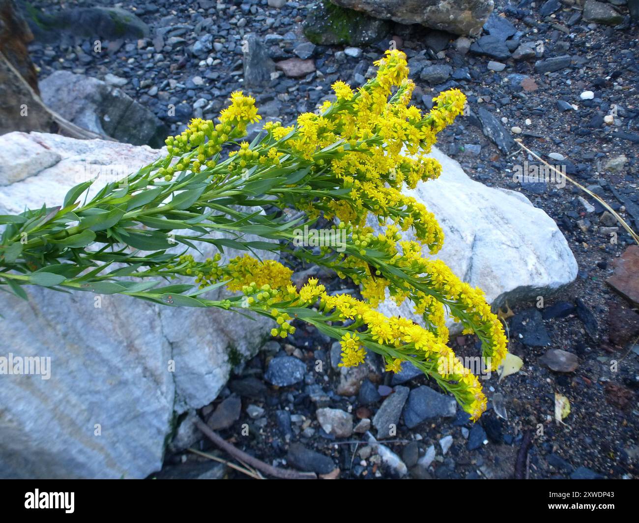 northern seaside goldenrod (Solidago sempervirens) Plantae Stock Photo ...