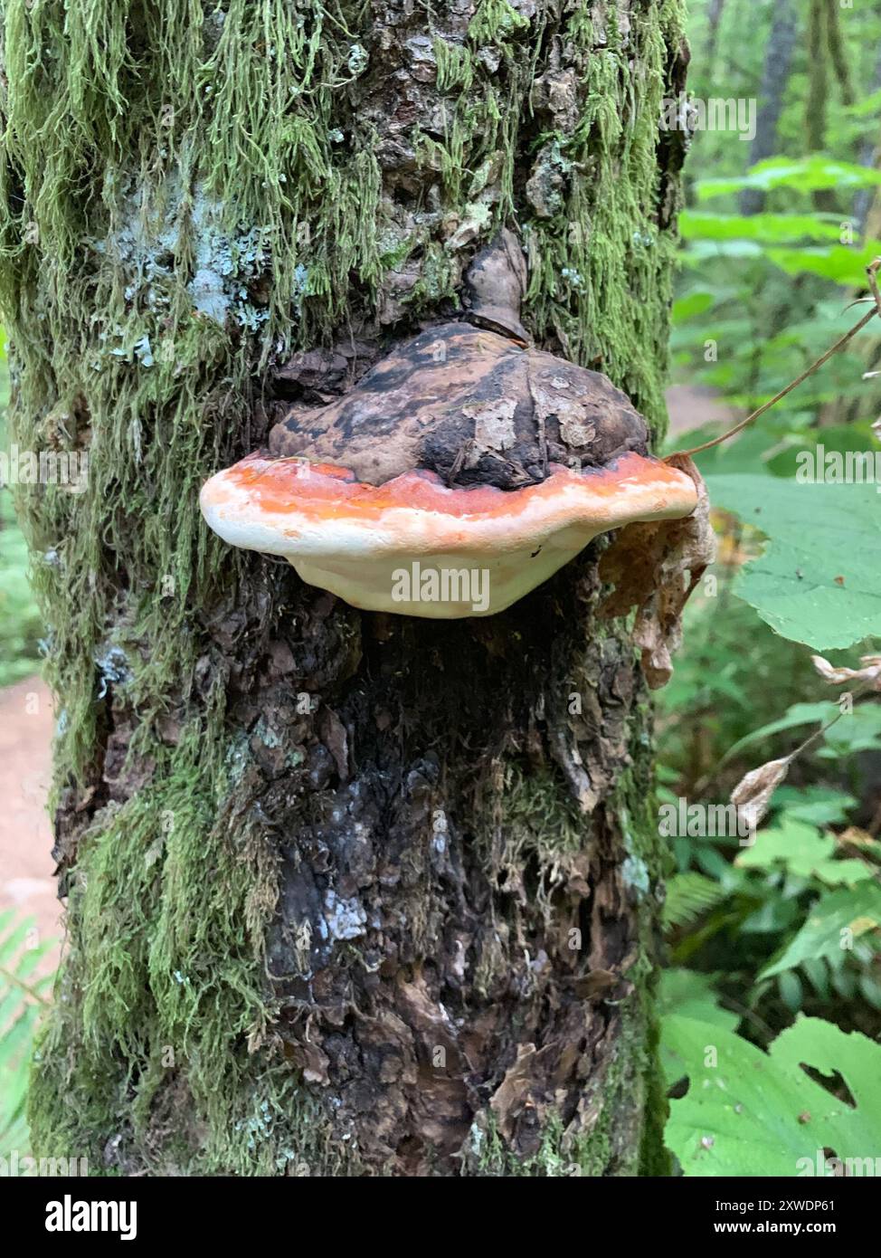 Northern red belt fungi hi-res stock photography and images - Alamy